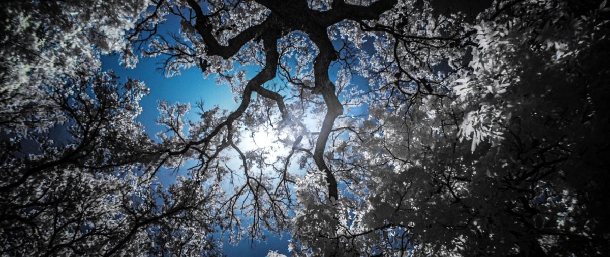 What is a Fractal? - The Ultimate Guide to Understanding Fractals